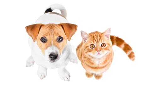 Cute Jack Russel Terrier And Group Of Different Products Toxic For Dog