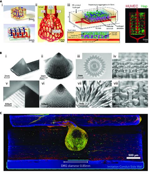 Synthetic Bioinks Applied In Sladlp Based Bioprinting A I Ii Download Scientific Diagram