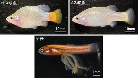 画像 脊椎動物 魚類 特徴 301798
