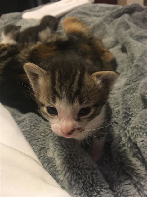 My Cat Just Got Kittens R Blessed Images