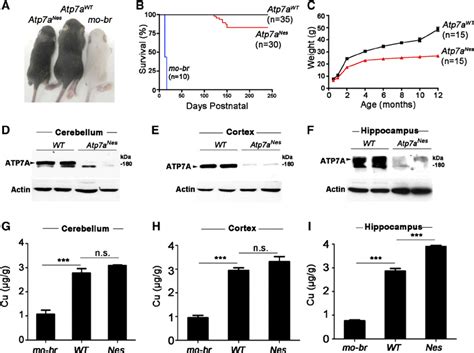 Analysis Of Growth Rate Survival And Brain Copper Levels In Atp7a Nes