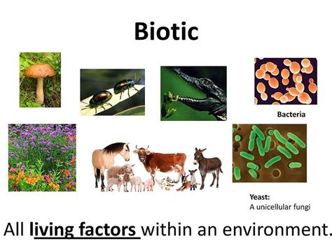 Biotic And Abiotic Cycle