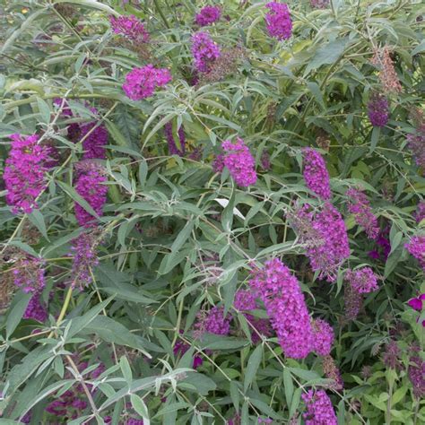 Butterfly Bush Buddleia Davidii Mygardenlife
