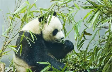 大熊猫有800多万年生存史正式得名却只有83年为什么 百科TA说