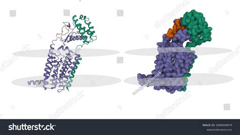 Structure Cgrp Receptor Blue Cgrp Peptide Stock Illustration 2094949879 Shutterstock