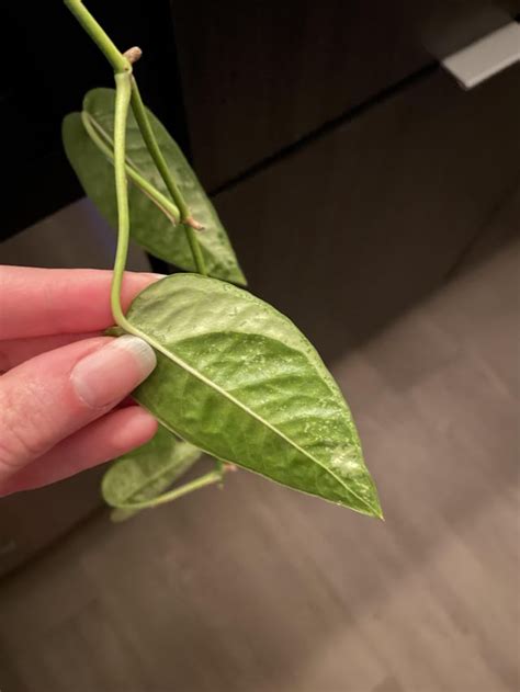 Why Do My Leaves Look Like This Rhouseplants