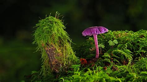 Mushroom Moss Forest Floor Paint Free Photo On Pixabay Pixabay