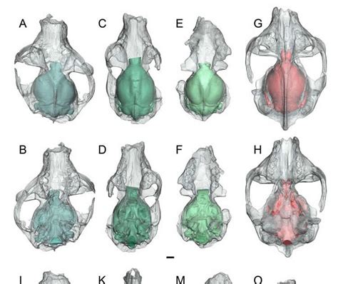Brain Evolution In The News How Did Primate Brains Get So Big