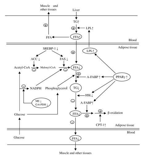 Impact Of High Dietary Protein On Lipid Metabolism In Porcine Adipose Download Scientific