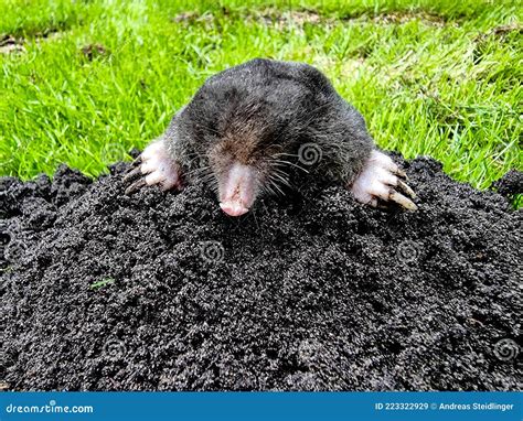 A black mole stock image. Image of beauty, front, green - 223322929