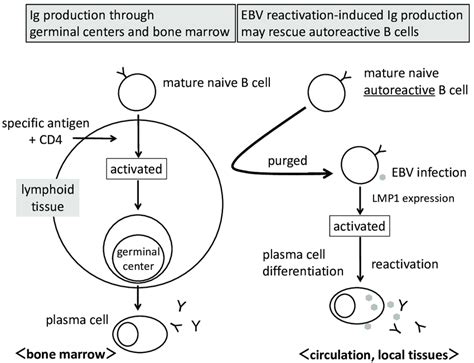 Rescue Of Autoreactive B Cells Left Pathway Of Ig Production Through