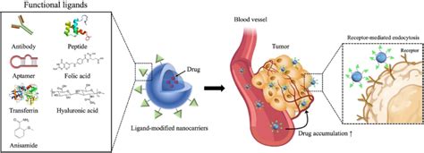 Strategy For Active Tumor Targeting Via Ligand Modified Nanocarriers