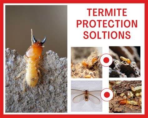 Termite Protection Solutions Termite Protection Solutions