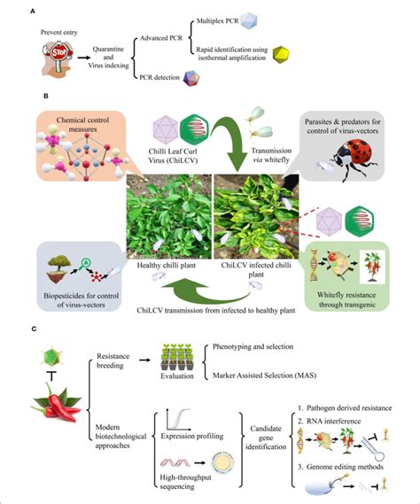 Conventional And Non Conventional Strategies For Management Of Chili