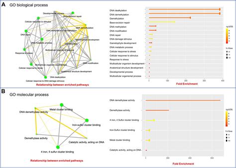 Shinygo Enrichment Analysis Tool