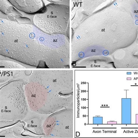 Reduction Of Girk1 Immunoparticles In Post And Presynaptic Download Scientific Diagram