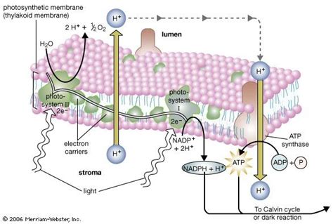 Photosystem I Biology Britannica