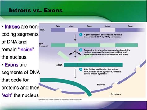 Ppt Pv92 Pcr Powerpoint Presentation Id394825