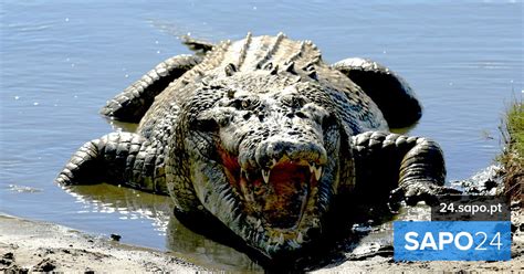 Morreu O Maior Crocodilo Do Mundo Em Cativeiro Saiba Quantos Metros