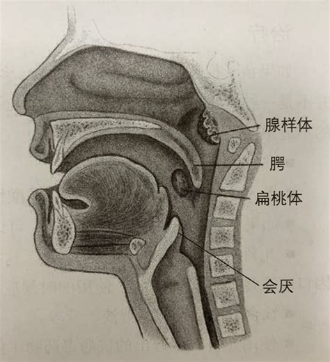 人喉管图片 金属 通气 大山谷图库