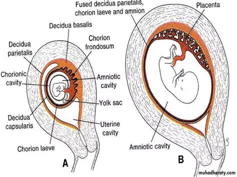 Development Of Placenta And Fetuspptx