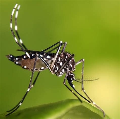 Mosquito Características significado hábitat alimentación y más