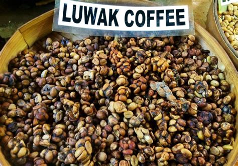 사향고양이 똥 커피로 알려진 루왁커피의 모든 것 맛 가격 생산과정 인도네시아 커피농장 네이버 블로그