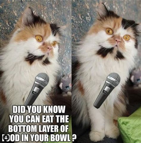 The 14 Funniest Persian Cat Memes Of 2019 Page 2 Of 3 Petpress