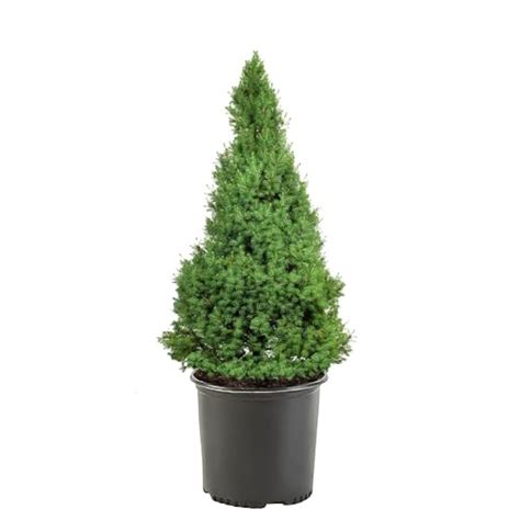 Best Dwarf Pine Trees For Landscaping And Privacy Trusted Garden Reviews