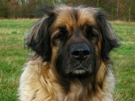 Descubre Aquí Cuáles Son Los 10 Perros Más Grandes Del Mundo Mascotas