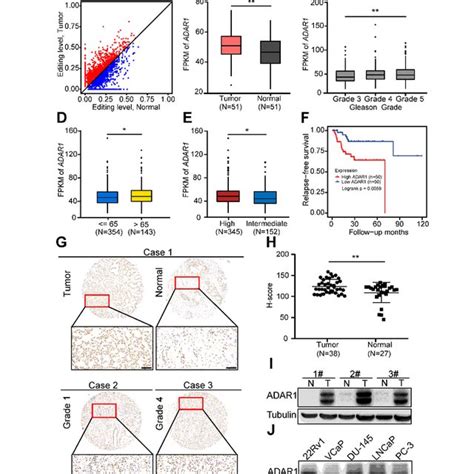 Pdf Targeting Adar1 With A Novel Small Molecule For The Treatment Of