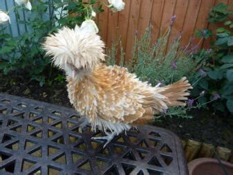 About Chickens Chickens Guide Omlet Uk