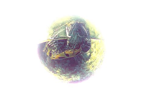 Trachemys Scripta Elegans R Quarterland