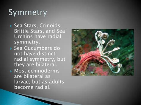 Ppt Echinodermata Powerpoint Presentation Free Download Id 2248929