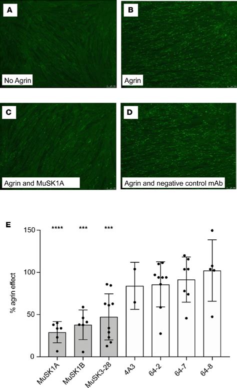 Achr Clustering Assay In C2c12 Mouse Myotubes Demonstrates Pathogenic