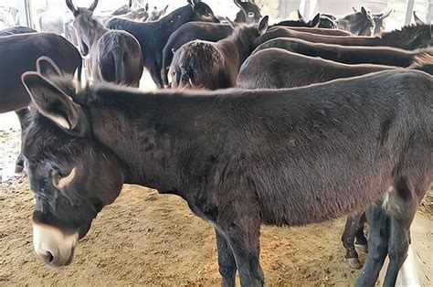 “天上龙肉，地上驴肉”，一斤驴肉70元，为何农村很少人养驴？ 知乎