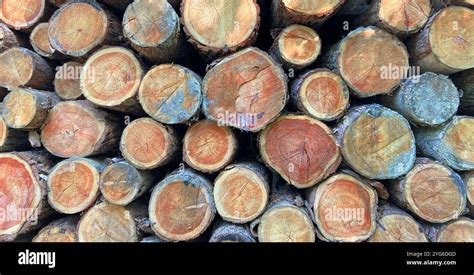 Pile Of Log Trunks Logging Timber Wood Industry Before Turn It Into