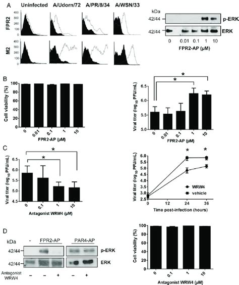 Cell Surface Expression And Function Of Formyl Peptide Receptor 2