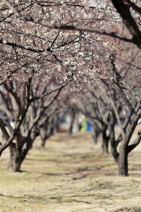 김해시 들리시나요 봄이 오는 소리가~~ 아직 쌀쌀한 기운에 몸이 저절로 움츠러들지만~~ 매화가