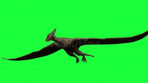 Pterodactyl Fly On Green Screen Stock Illustration Illustration Of