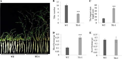 Tillering And Plant Development Of Wild Type Wt And Transgenic Tg