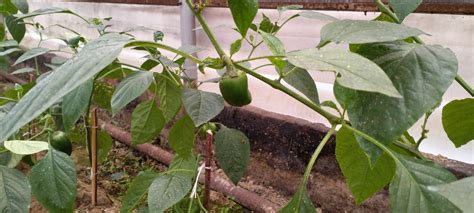 Field Capsicum Maturity Object Detection Dataset By Iit Kgp