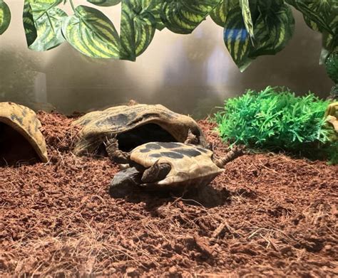 Turn Around Problems Rtortoise