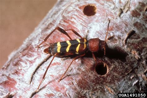 What Is Ash Tree Borer At Douglas Wilder Blog