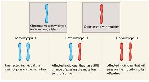 6 9 Recessive Traits Are Expressed When Two Copies Are Present The