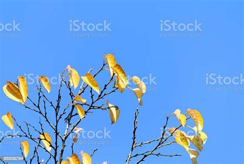 ใบไม้สีเหลืองบนท้องฟ้าสีคราม ภาพสต็อก ดาวน์โหลดรูปภาพตอนนี้