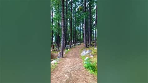 𝐒𝐡𝐢𝐧𝐤𝐢𝐚𝐫𝐢 𝐌𝐚𝐧𝐬𝐞𝐡𝐫𝐚 💚 Youtube