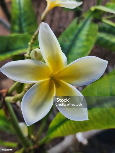 섬세한 레드 프랜지파니 정원에서 포착된 플루메리아 루브라 플라워헤드의 클로즈업 평면도 0명에 대한 스톡 사진 및 기타 이미지 0명 꽃 꽃의 구조 꽃 식물 Istock