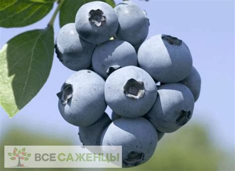 Цена на Голубика Поларис низкорослая - купить саженцы