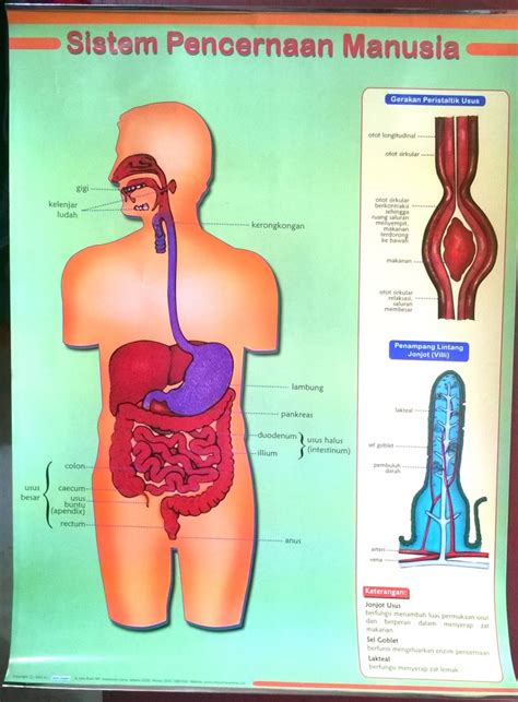 Contoh Poster Sistem Pernapasan Manusia